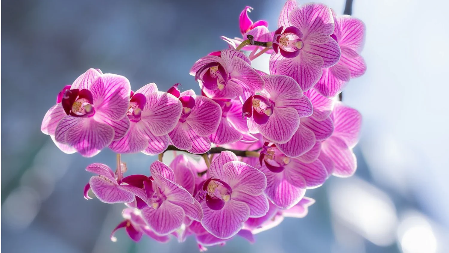 Anggrek: Keindahan Tumbuhan Berbunga di Indonesia - yujieheatpress